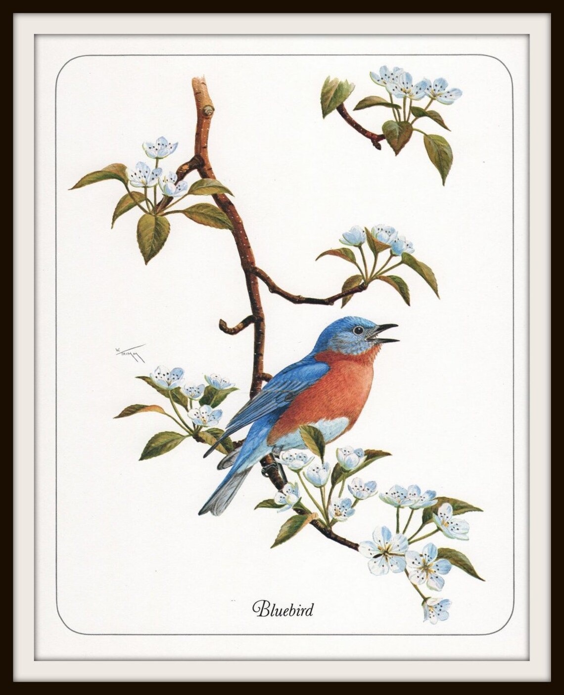 Bird Art Print Bluebird Wayne Trimm Wildlife Illustration - Etsy