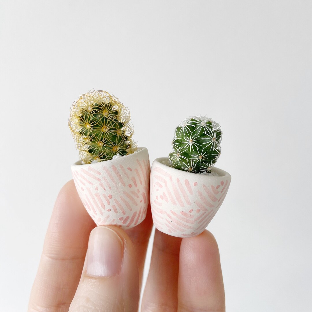 Mini Cactus Kit and Pink Mini Planter Lino Mini Cactus Kit, Handmade ...