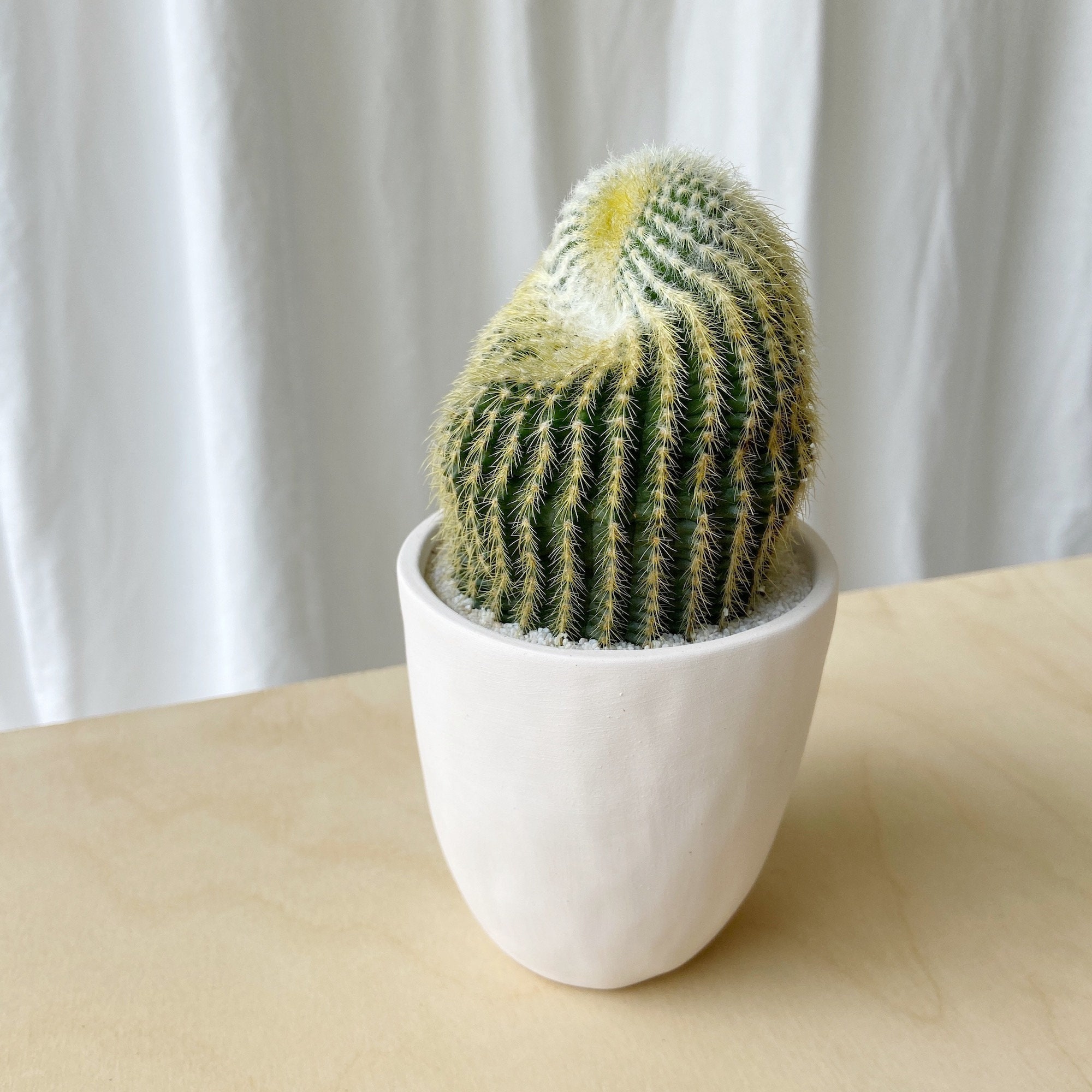 SURPRISE Weirdo-Cutie Cactus Handmade Ceramic Planter // | Etsy