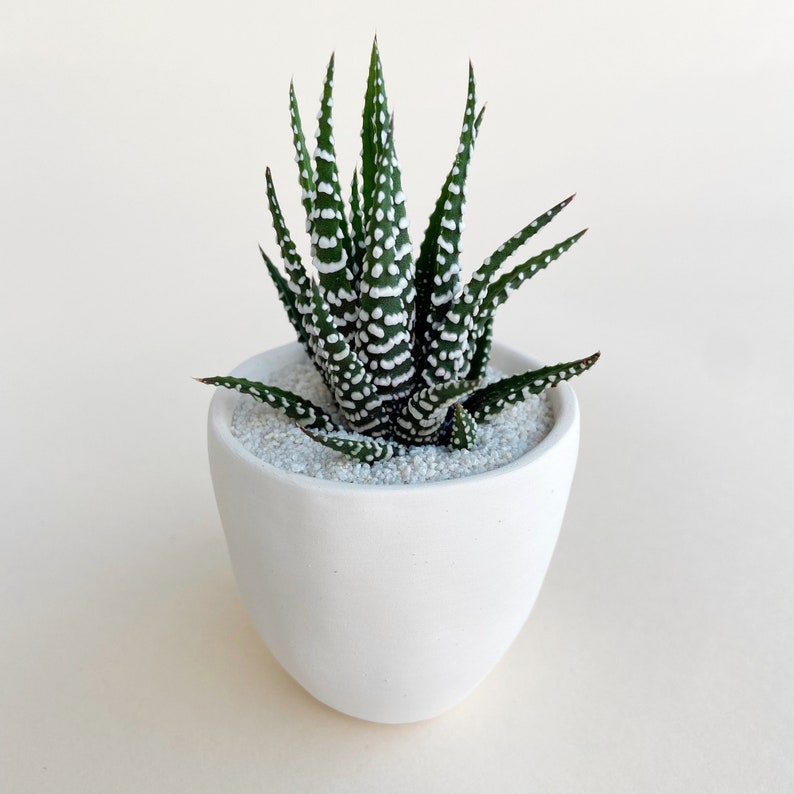 Gilbert Plant Handmade Ceramic Planter // Handmade Planter - Etsy