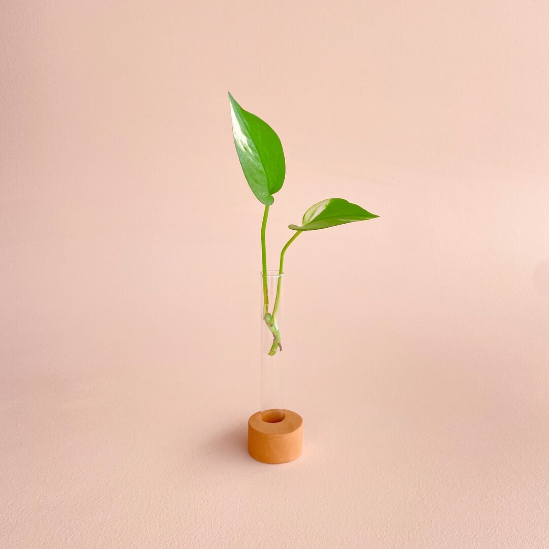 Terra Cotta Plant Propagation Vessel 6.5in / Handmade Ceramic and Glass ...