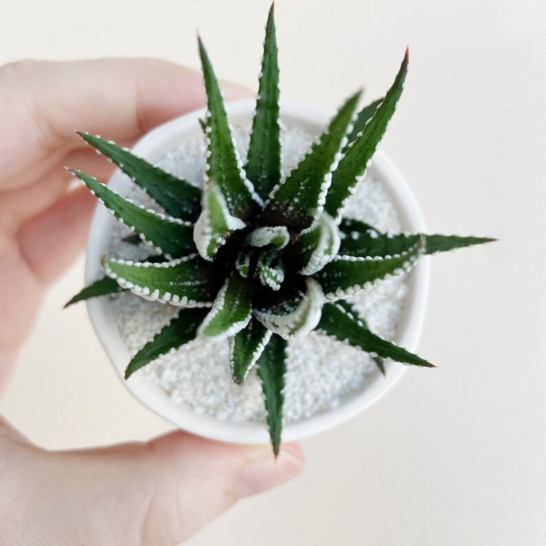 Gilbert Plant Handmade Ceramic Planter // Handmade Planter - Etsy