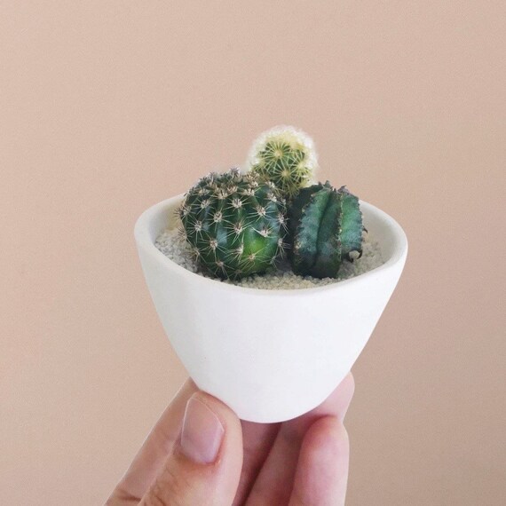 SURPRISE Mini Cactus Garden Plant Kit Handmade Ceramic - Etsy