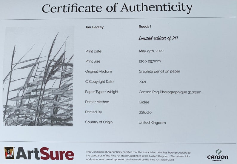 Original Artwork - Reeds I - Nature Drawings - A4 Graphite Art ...