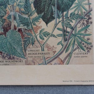 1976 Hedgerow Garden Poster - Original Vintage Poster - Etsy