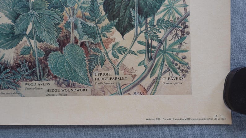 1976 Hedgerow Garden Poster - Original Vintage Poster - Etsy