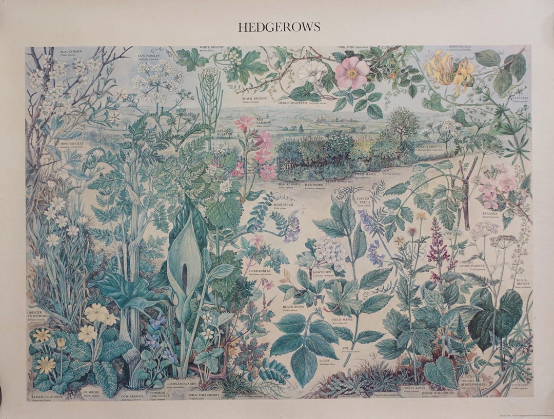 1976 Hedgerow Garden Poster - Original Vintage Poster - Etsy