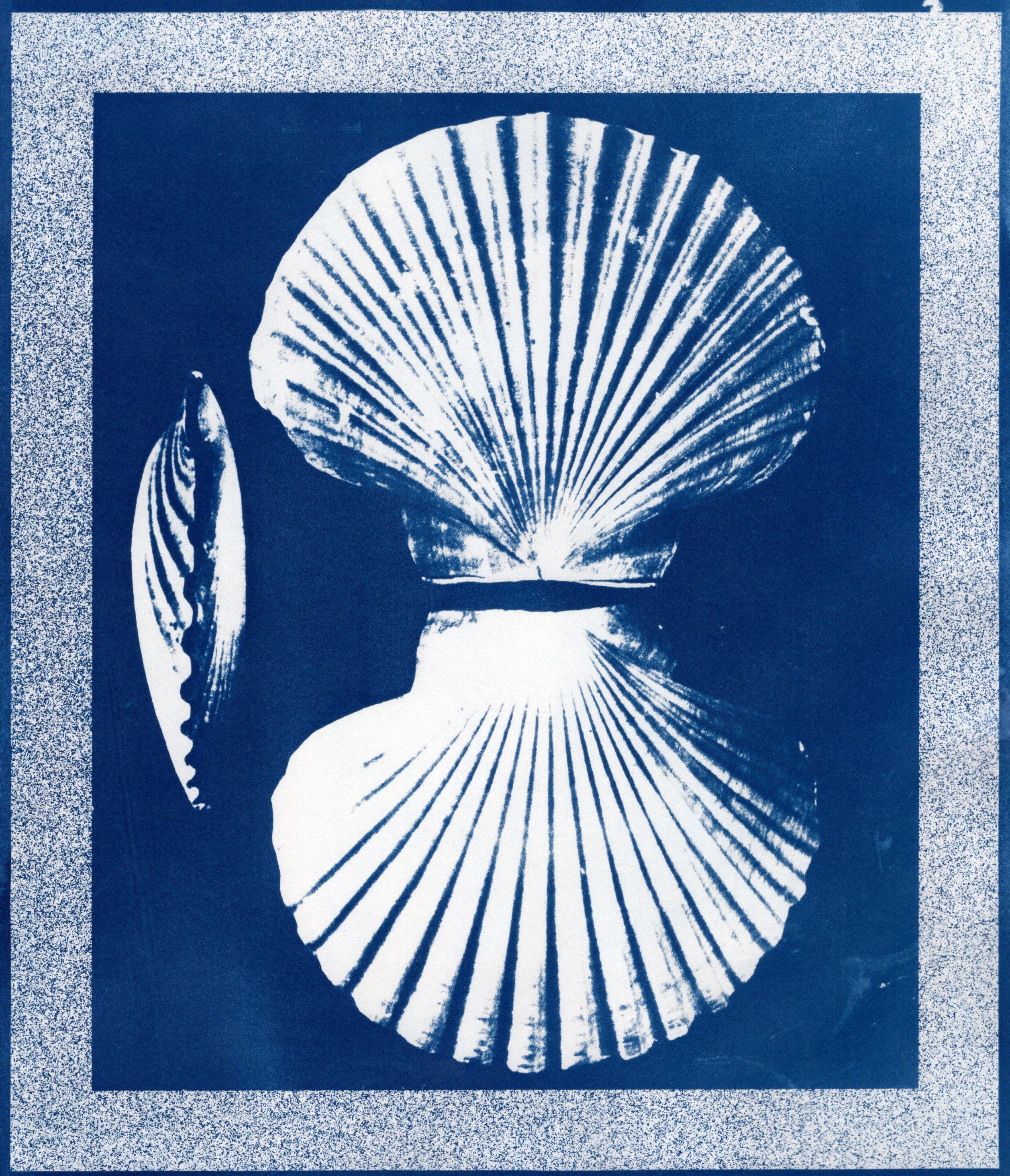 Unique Cyanotypes | Sealife | Shells | Tidepools, Handcrafted in LA - Etsy
