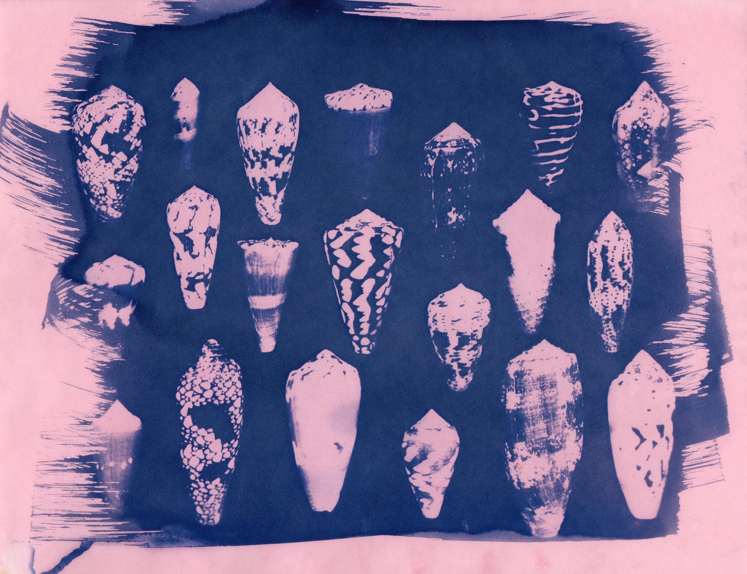 Unique Cyanotypes | Sealife | Shells | Tidepools, Handcrafted in LA - Etsy