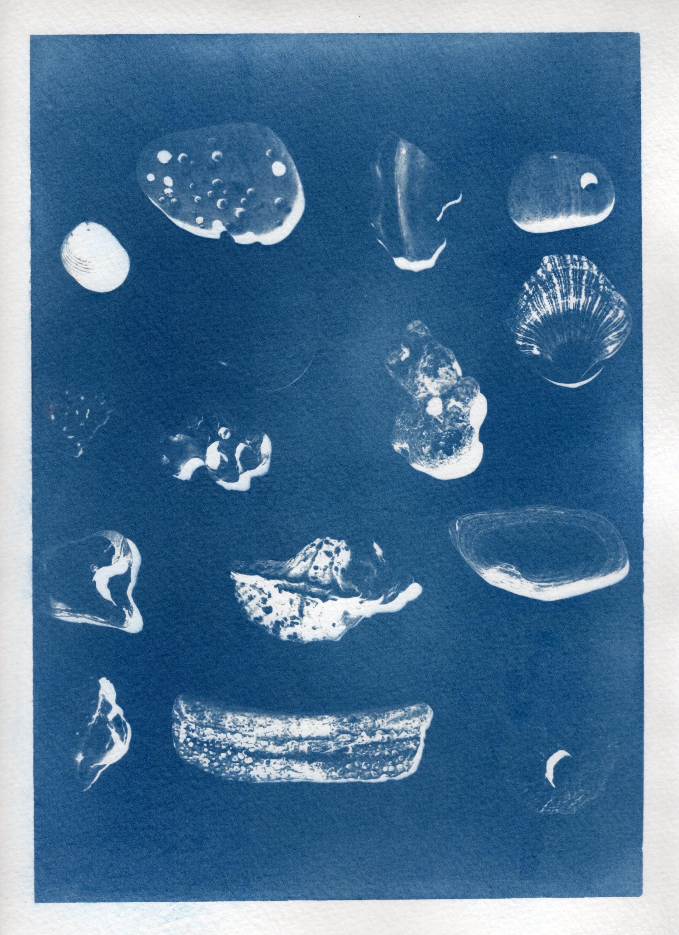Unique Cyanotypes | Sealife | Shells | Tidepools, Handcrafted in LA - Etsy