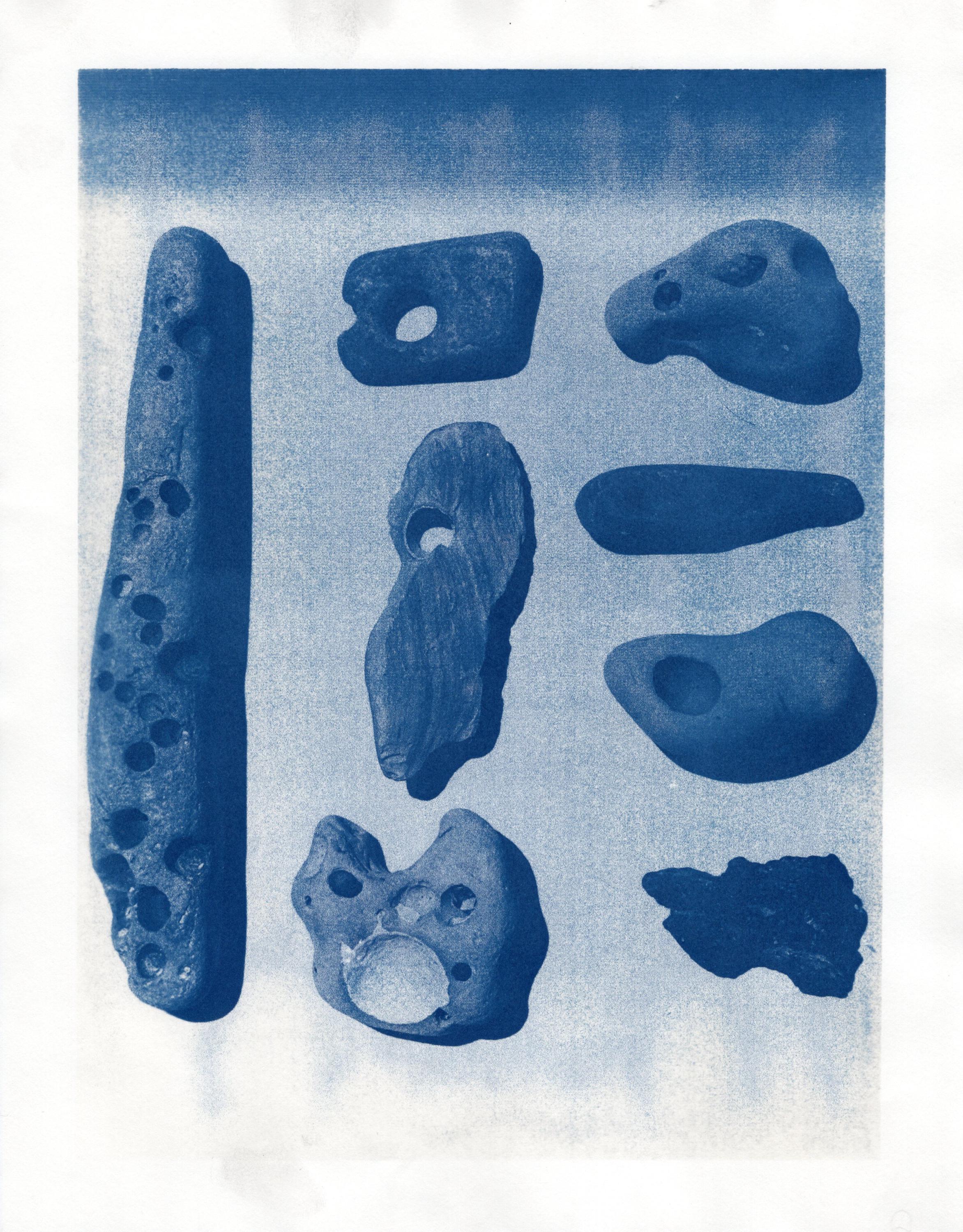 Unique Cyanotypes | Sealife | Shells | Tidepools, Handcrafted in LA - Etsy