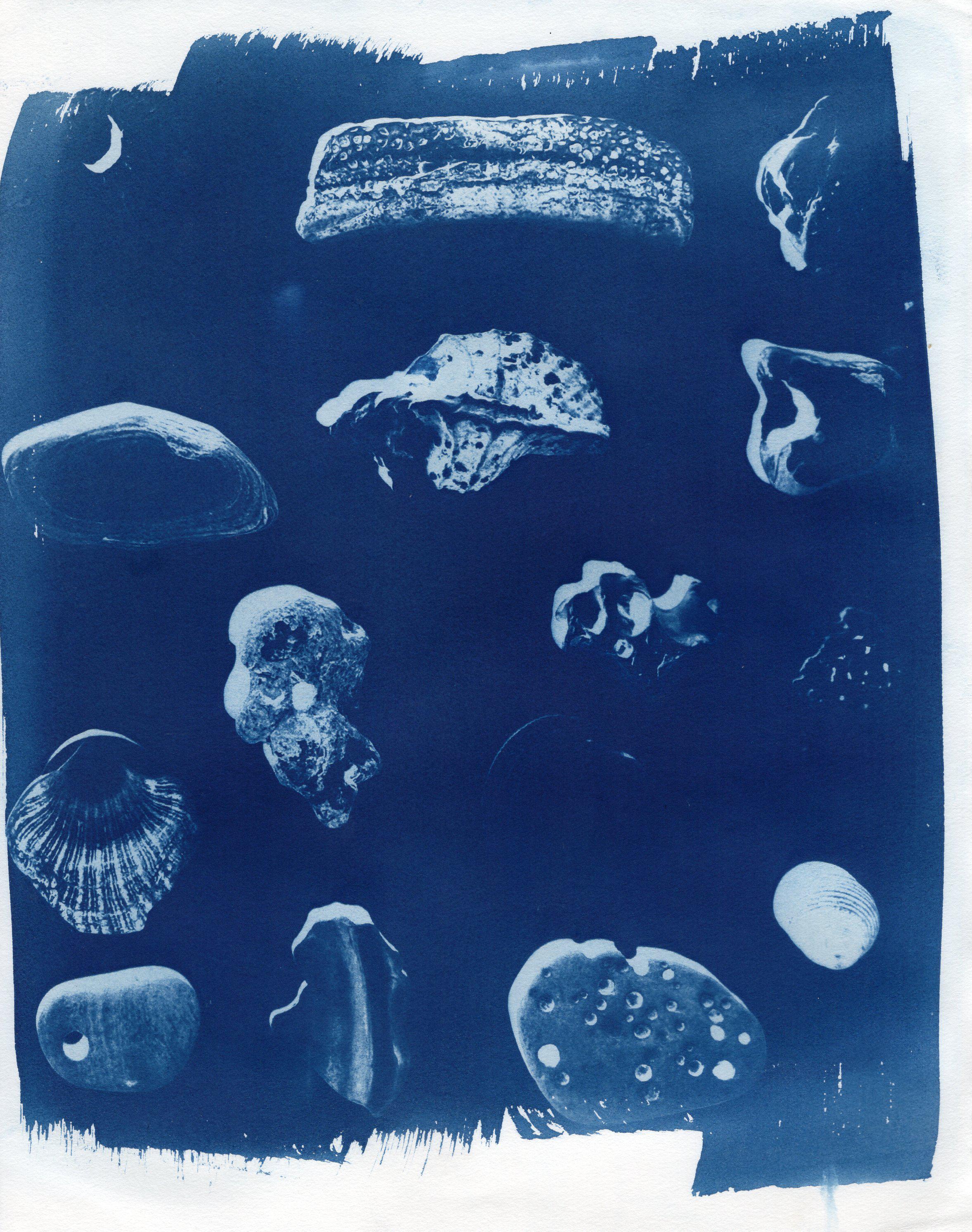 Unique Cyanotypes | Sealife | Shells | Tidepools, Handcrafted in LA - Etsy