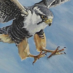 Falconry Art perfect Gift Falcon Direct From Artist HH - Etsy