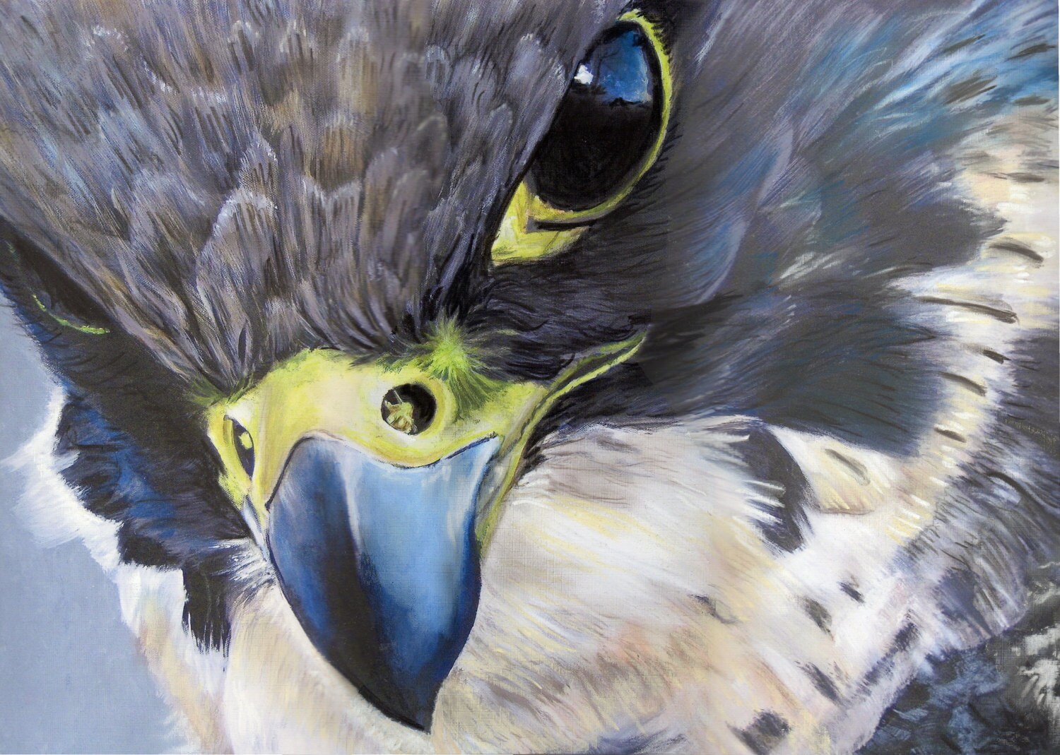 Peregrine Falcon Art Direct From Artist HH - Etsy