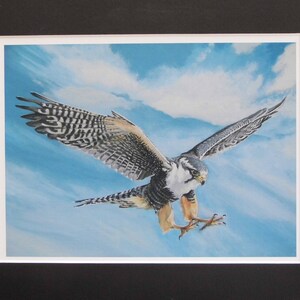 Falconry Art perfect Gift Falcon Direct From Artist HH - Etsy