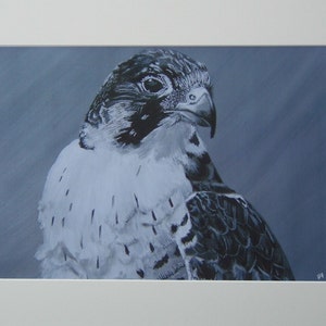 Peregrine Falcon Art Artist Print of Beautiful Bird of Prey Direct From ...