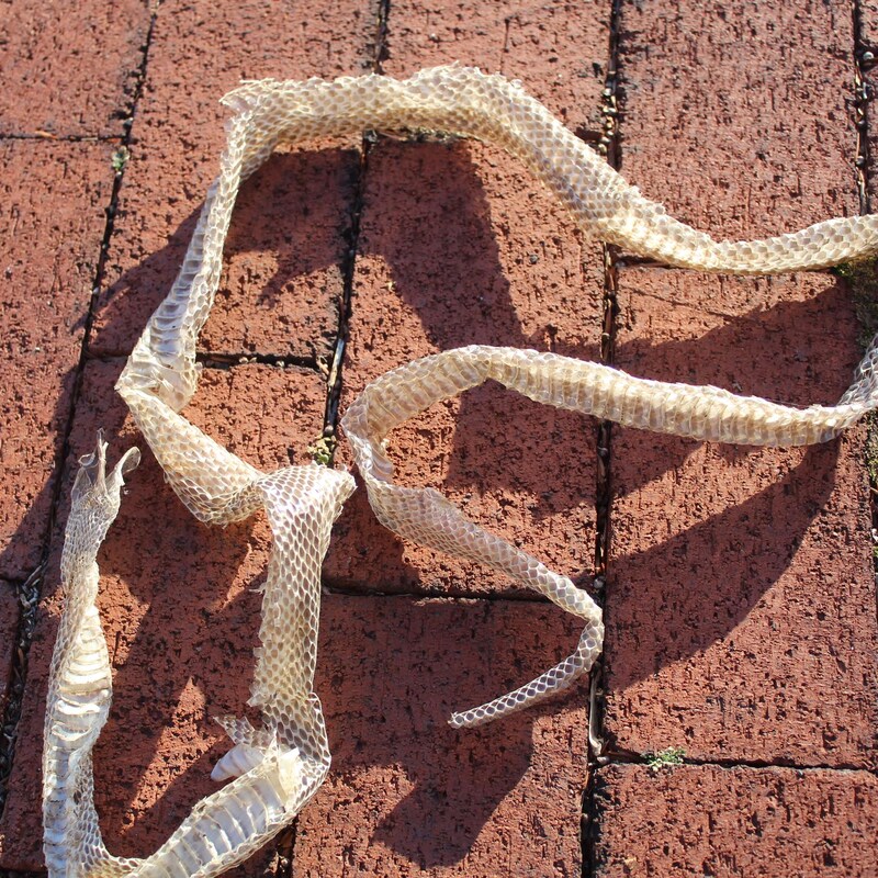 Real Snake Skin - Etsy