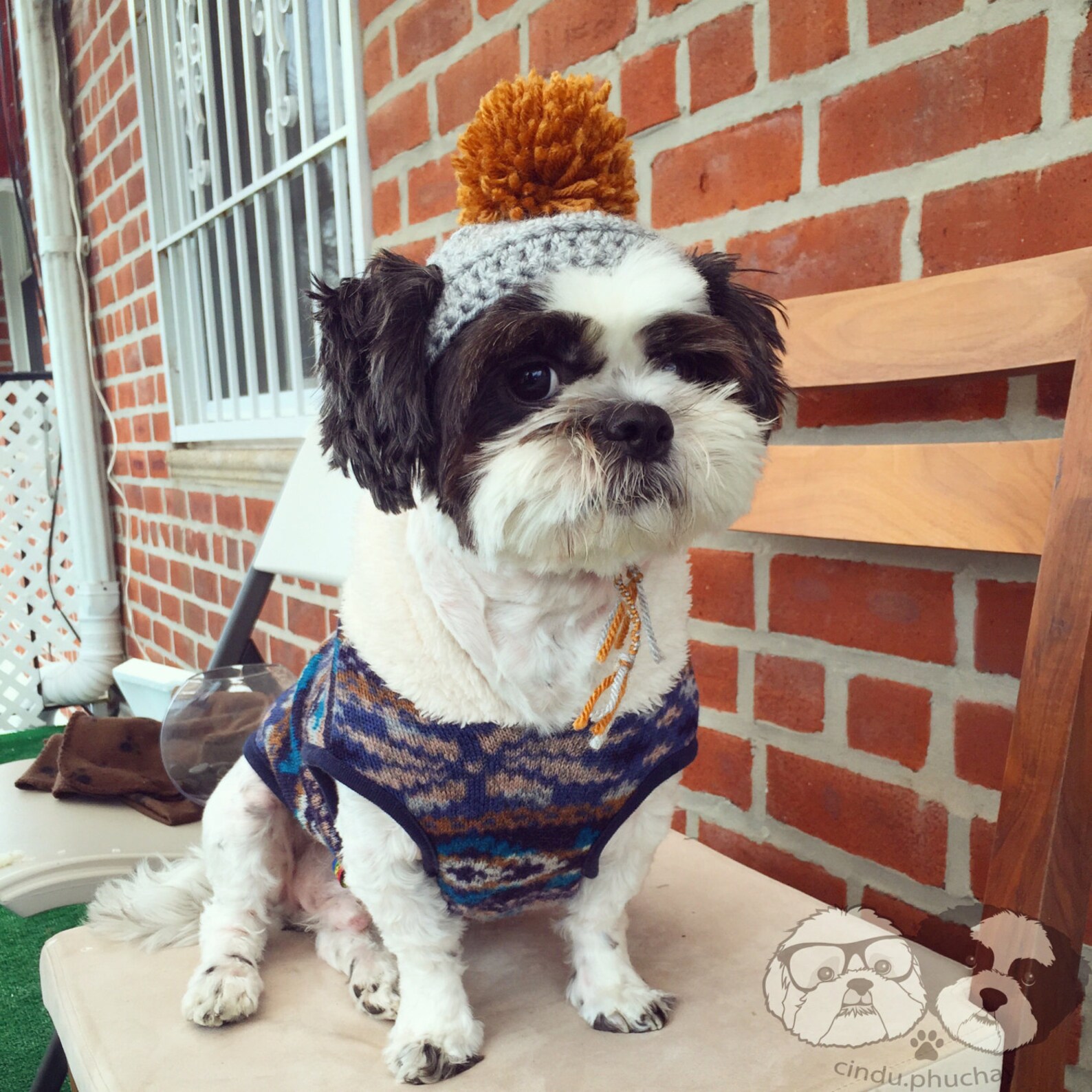 Hats for Small Dogs Shih Tzu Handmade With Love | Etsy