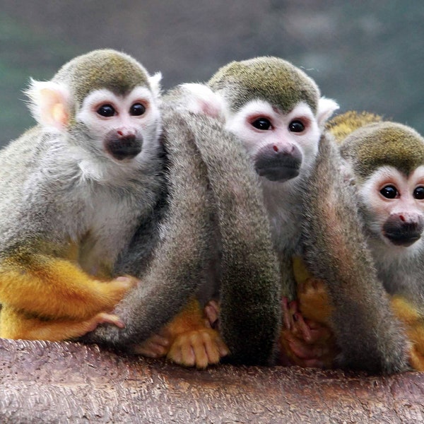 Three Little Monkeys - Etsy
