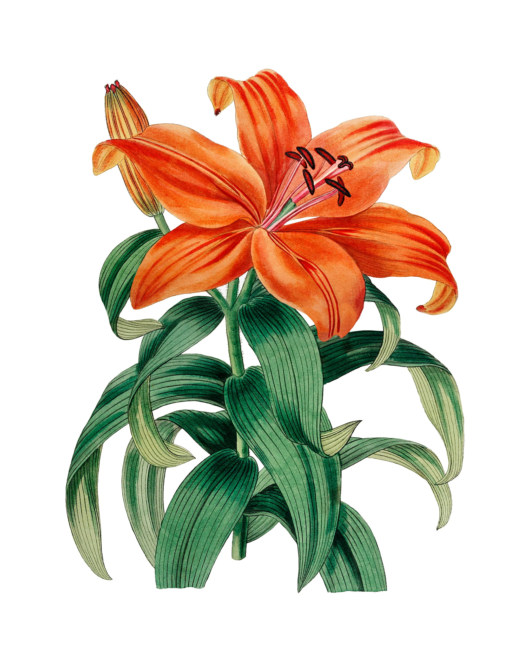 Tiger Lily Drawing