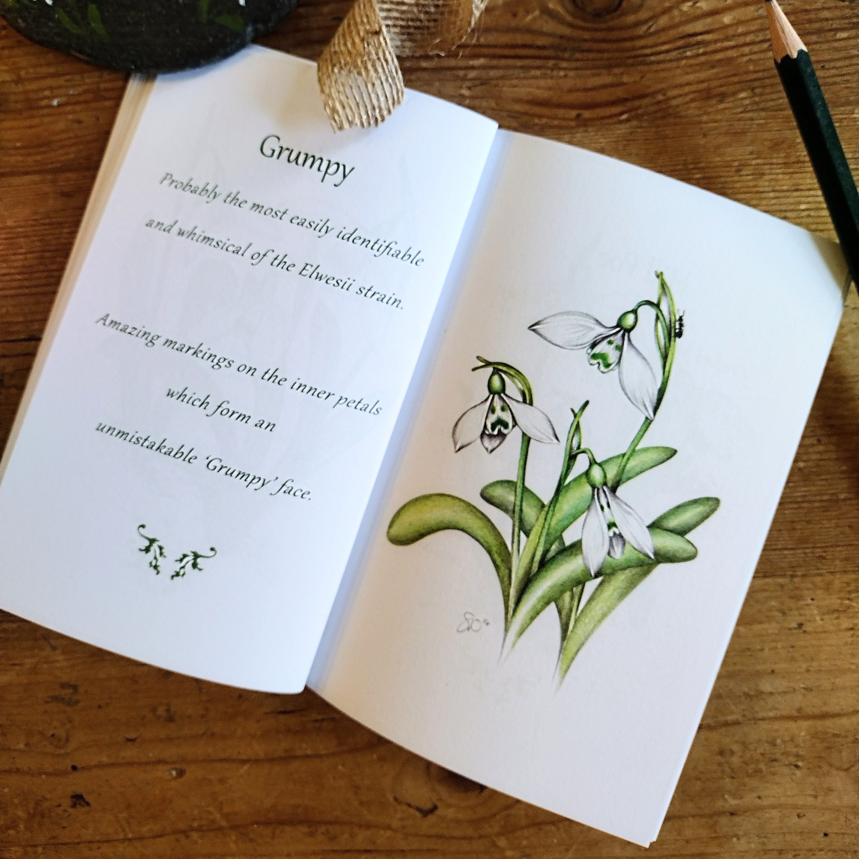 The Little Book of Snowdrops Illustrated Pocket Guide Illustration ...