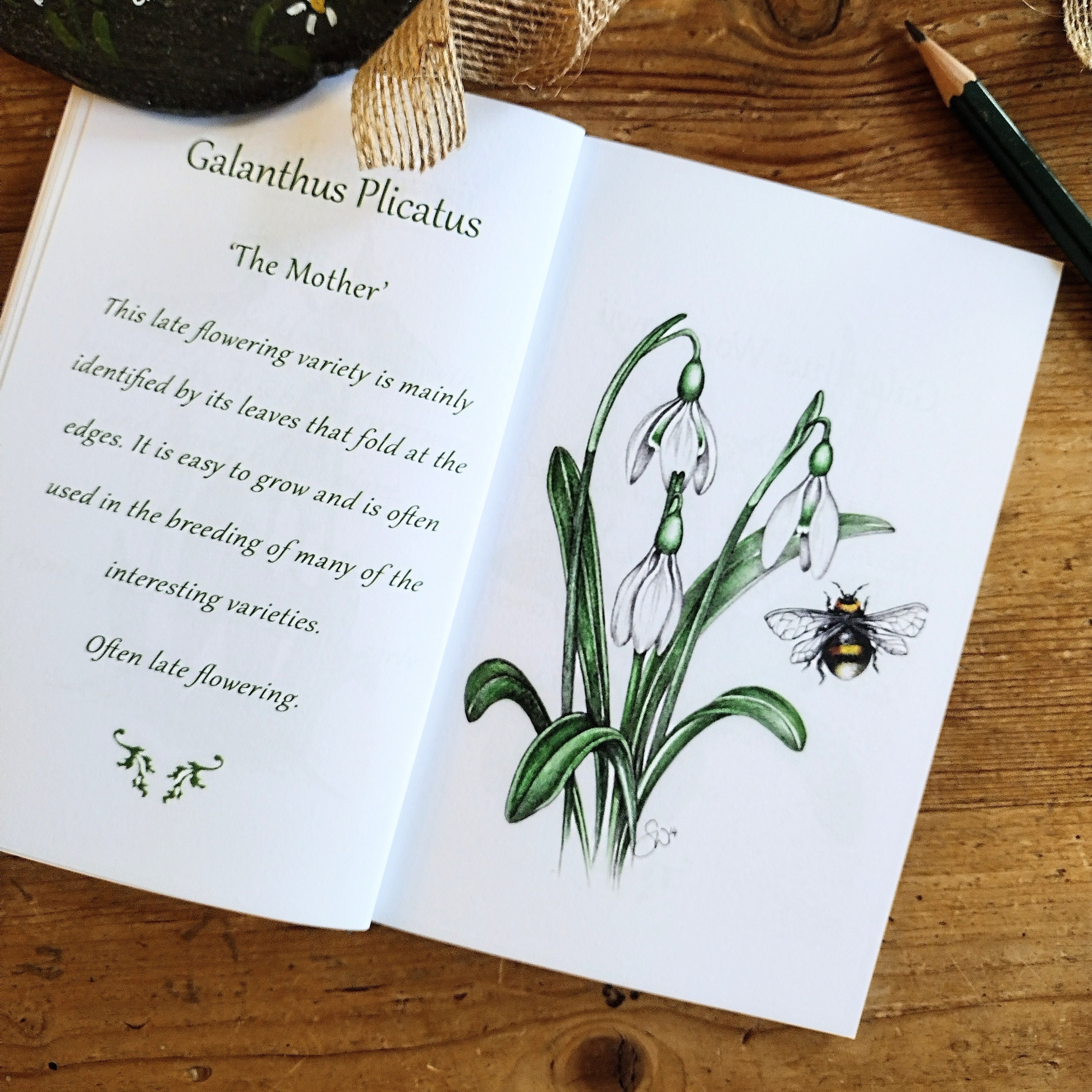 The Little Book of Snowdrops Illustrated Pocket Guide Illustration ...