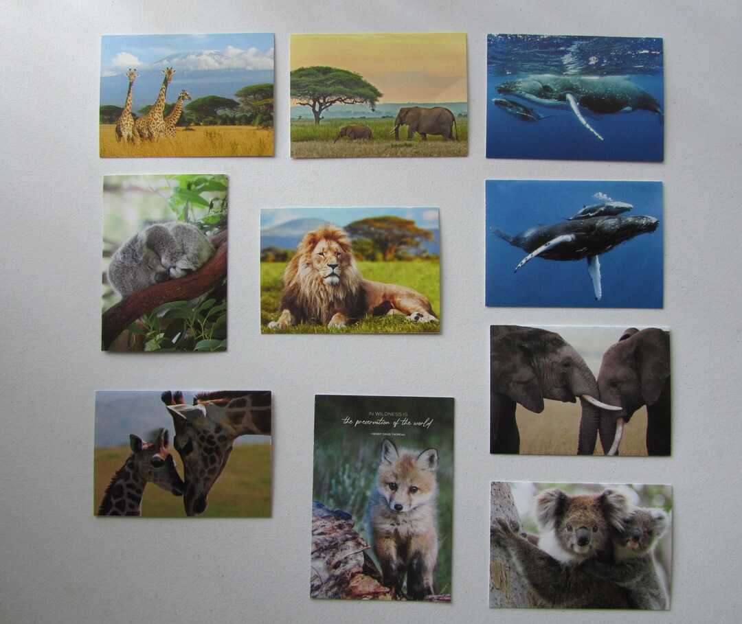 Animals Photos Greeting Cards With Matching White Envelopes Lot of 10 ...