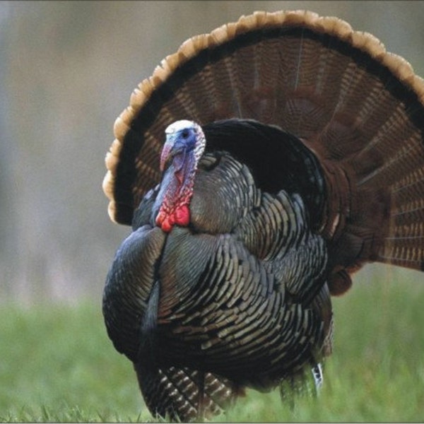 Turkey Plates - Etsy