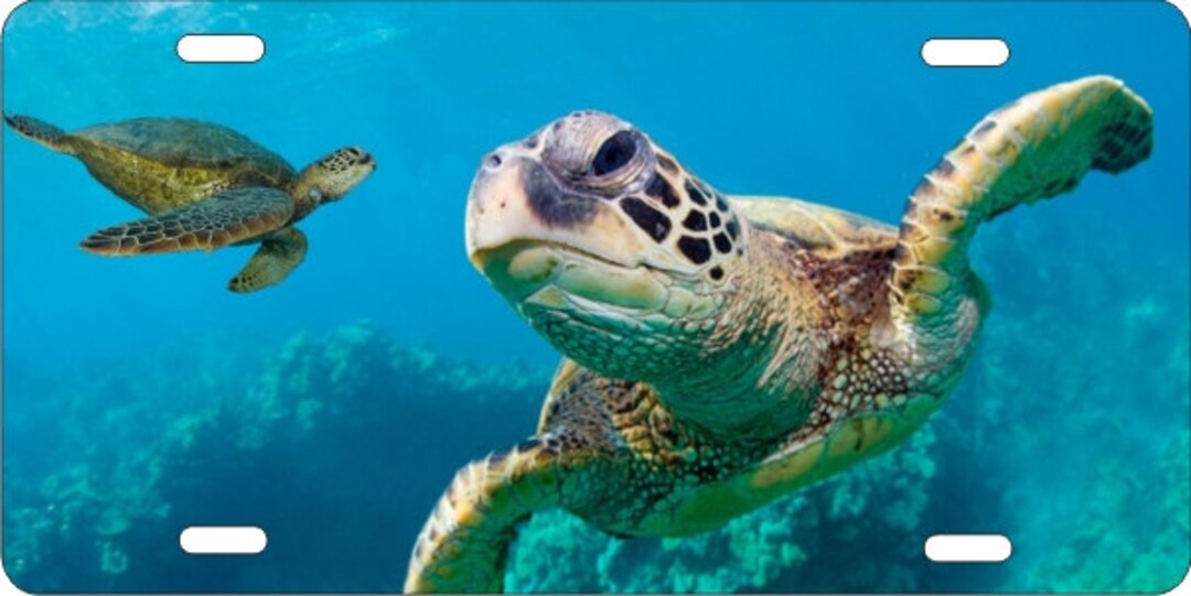 Sea Turtle Underwater Personalized Custom Novelty Vanity Front License ...