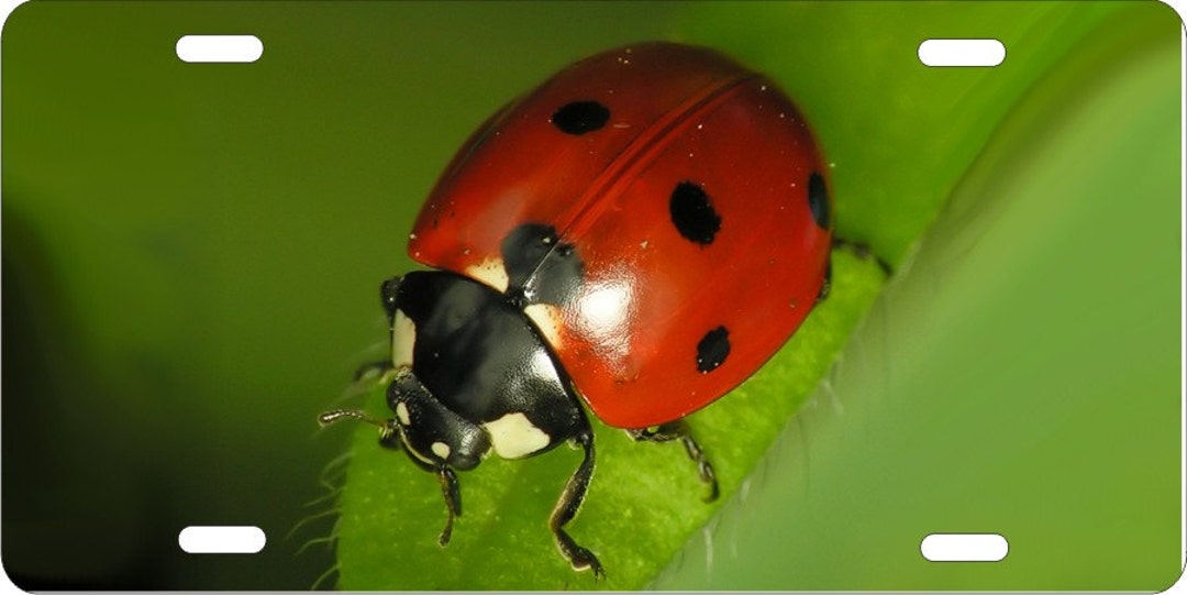 Lady Bug Personalized Custom Vanity License Plate Ladybug Front Plate ...