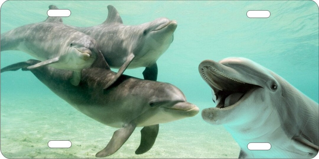 Dolphins Underwater Personalized Custom Novelty Vanity Front License ...