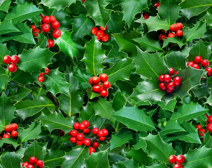 Realistic Holly Fabric, Elizabeths Studio 608 Green, Holly Leaves ...