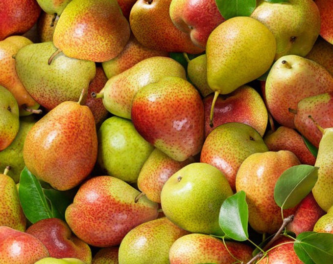 Realistic Pears Fabric, Elizabeth Studio Food Festival 622, Fruit Quilt ...