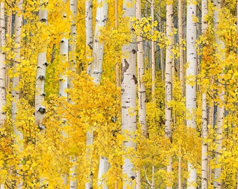 Birch Tree Fabric - Etsy