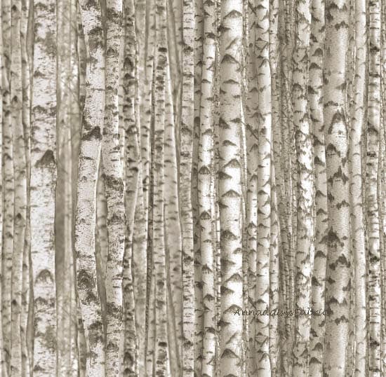 Seamless Birch Tree Bark Texture