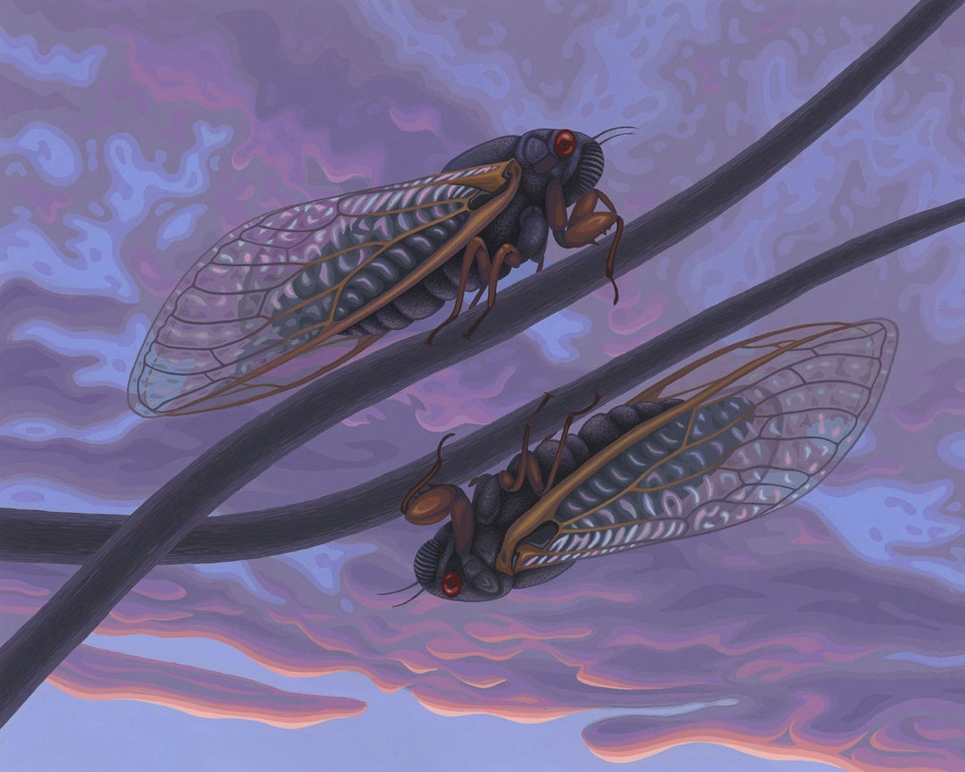 Periodical Cicadas: Insect, Wildlife, Art, Illustration, Painting ...
