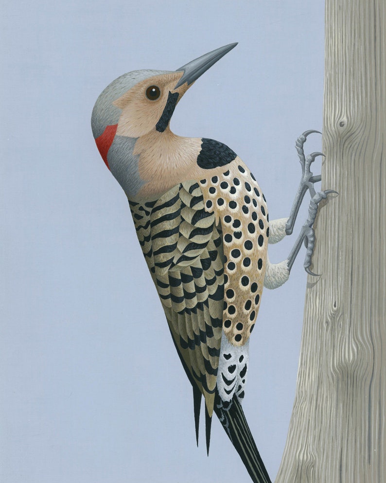 Northern Flicker: Wildlife, Art, Illustration, Painting, Print - Etsy
