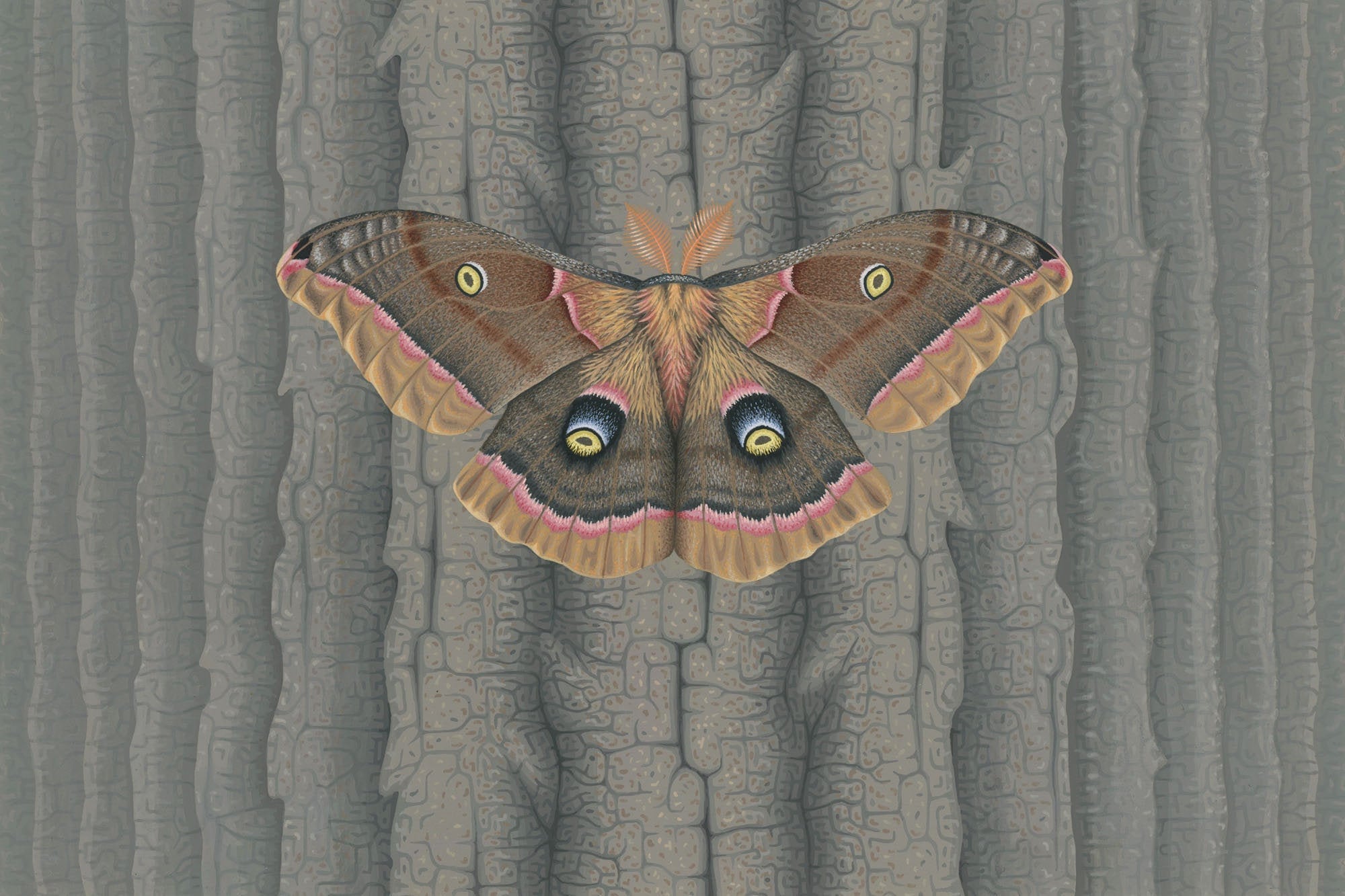 Polyphemus Moth: Wildlife, Art, Illustration, Painting, Print - Etsy