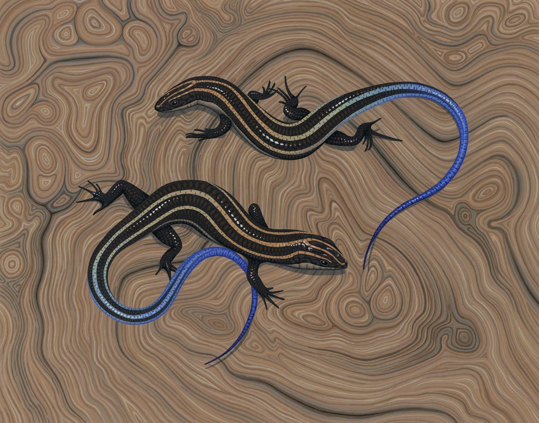 Five-lined Skink: Wildlife, Art, Illustration, Painting, Print - Etsy
