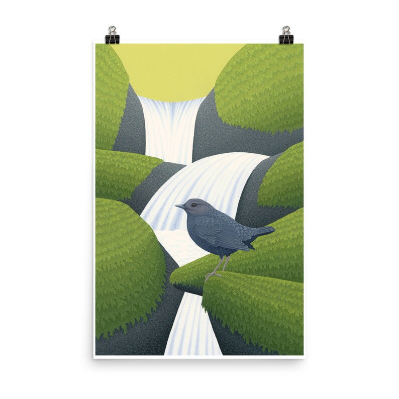 American Dipper: Bird, Wildlife, Art, Illustration, Painting, Print - Etsy