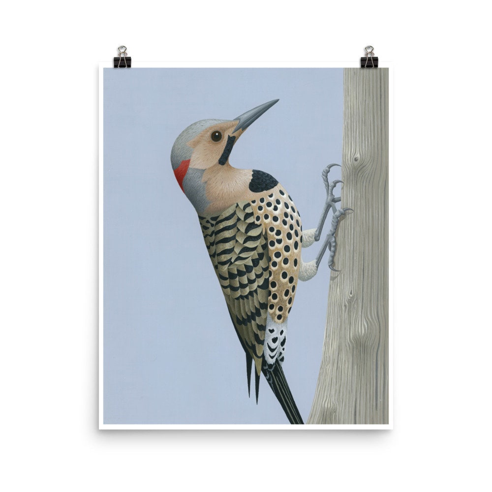 Northern Flicker: Wildlife, Art, Illustration, Painting, Print - Etsy