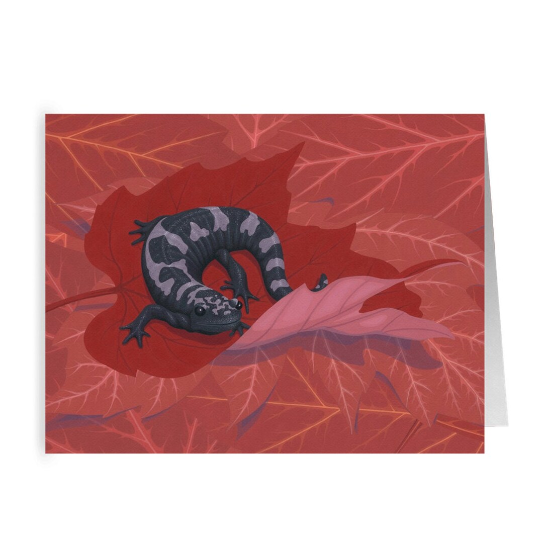 Marbled Salamander Folded Greeting Card - Etsy