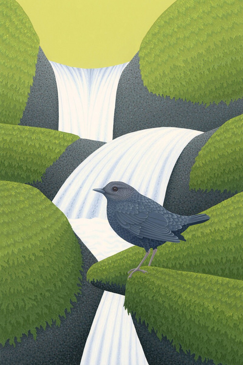 American Dipper: Bird, Wildlife, Art, Illustration, Painting, Print - Etsy
