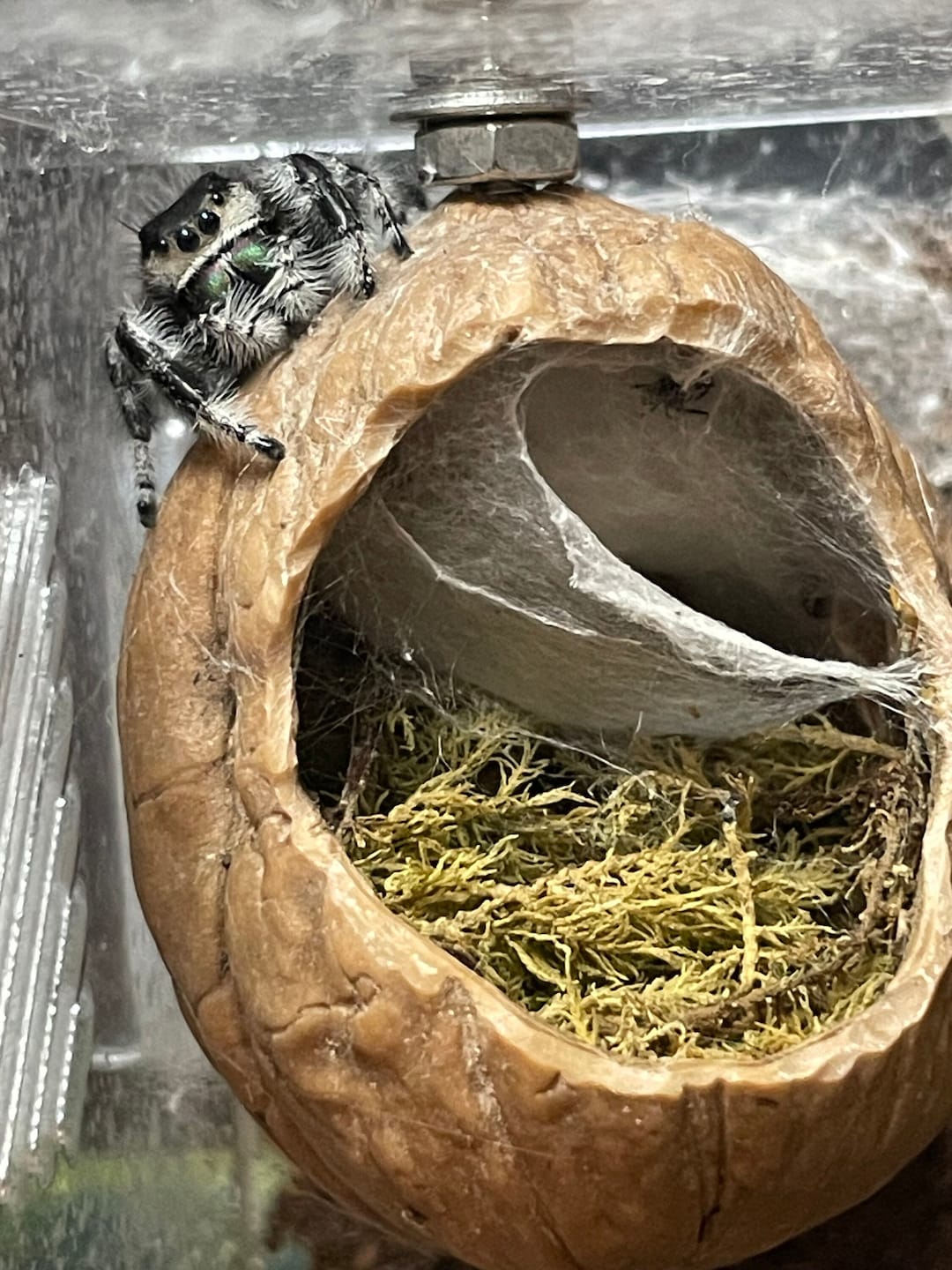 Natural Walnut Shell Jumping Spider Hide - Etsy