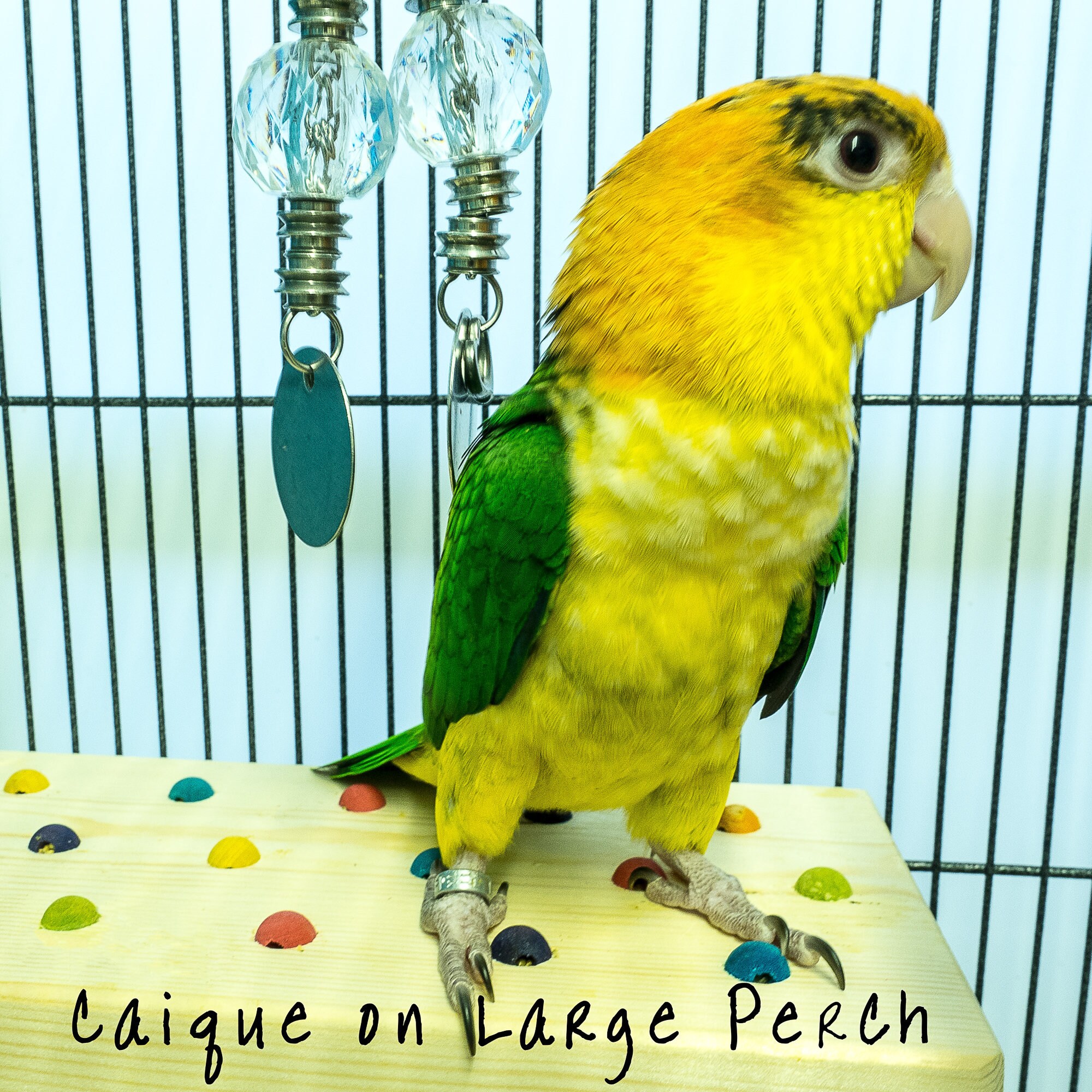 Medium Natural Wood Platform Perch 7 1/2 X 5 X 1 | Etsy