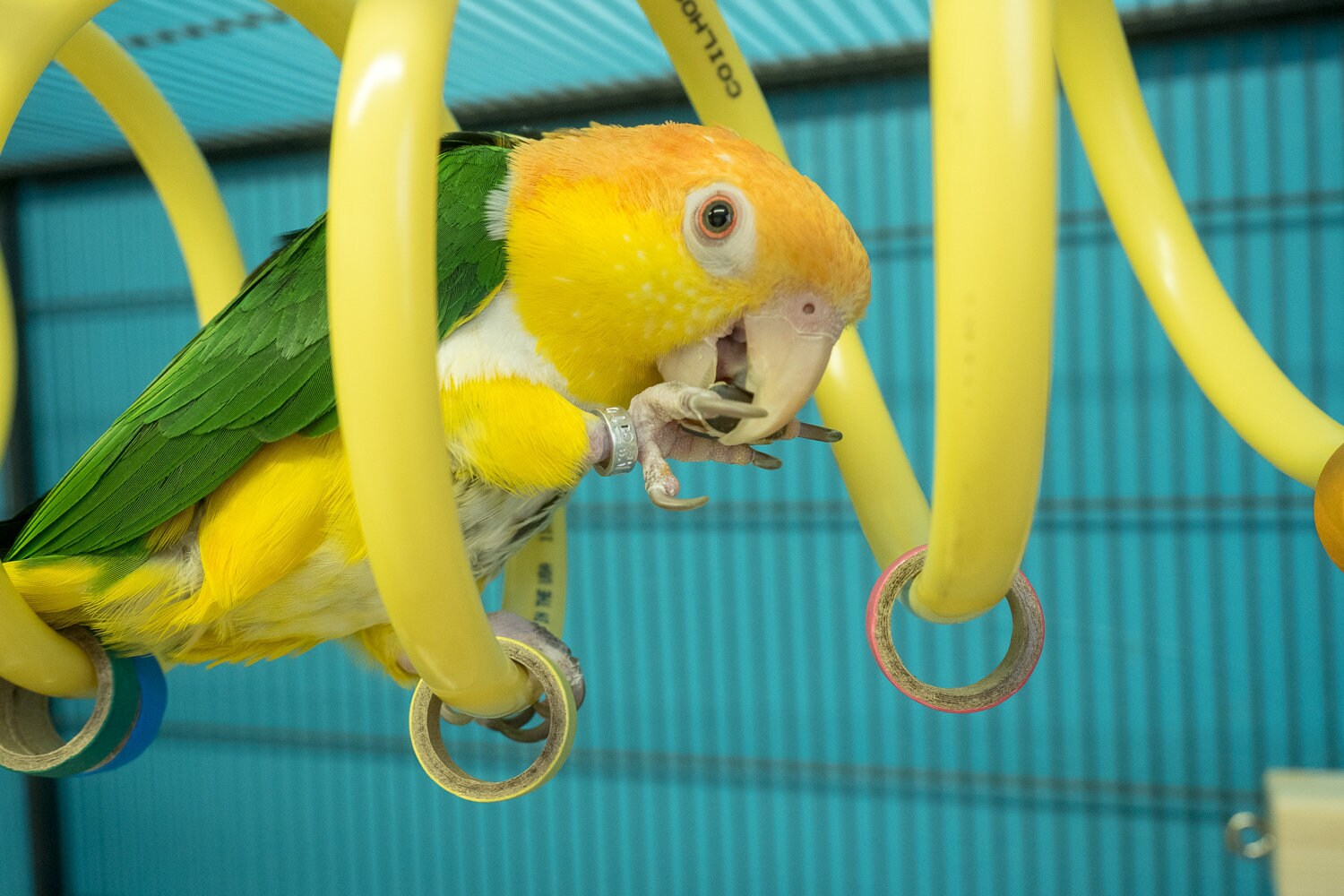 Large Curly Q Adventure Coil Bird Toy Parrot Perch Cage | Etsy