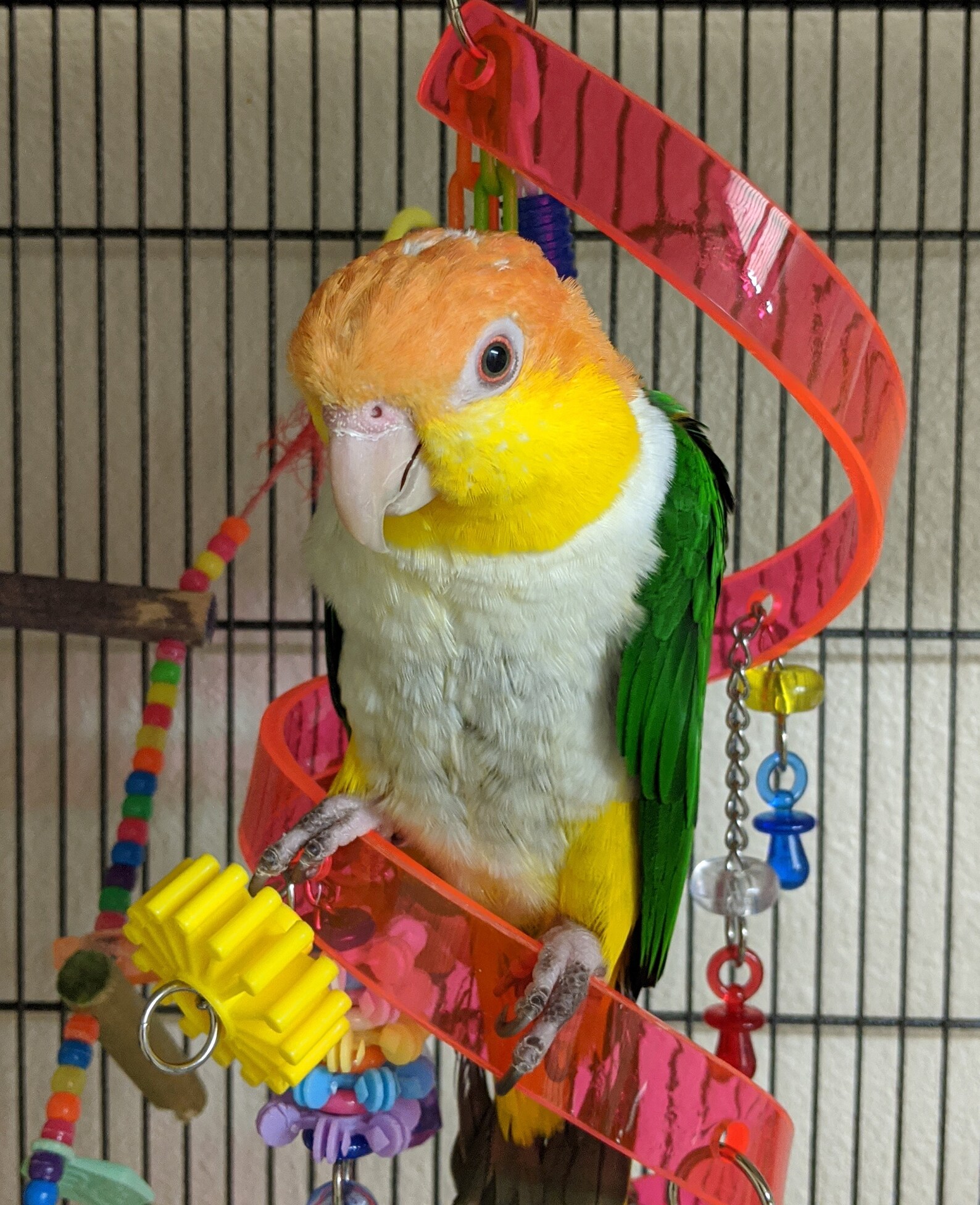 Twisty Twirly Wacky Whirly - Bird Toy, Great for Caiques, Pionus ...