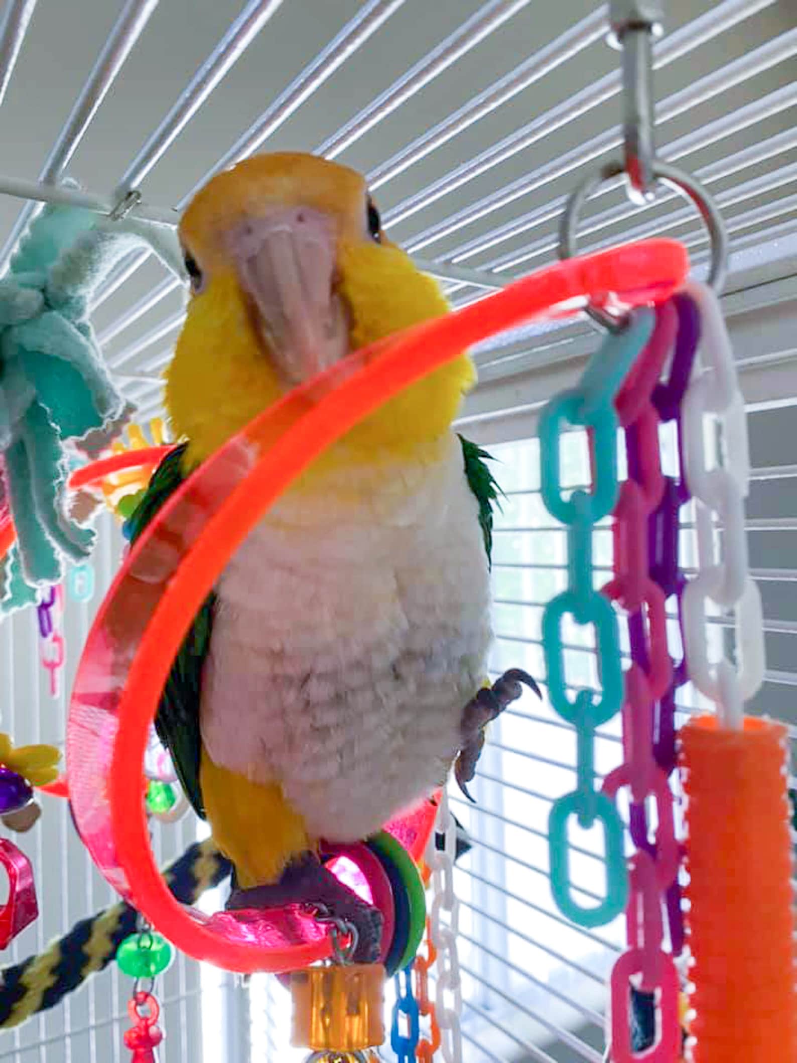 Twisty Twirly Wacky Whirly - Bird Toy, Great for Caiques, Pionus ...