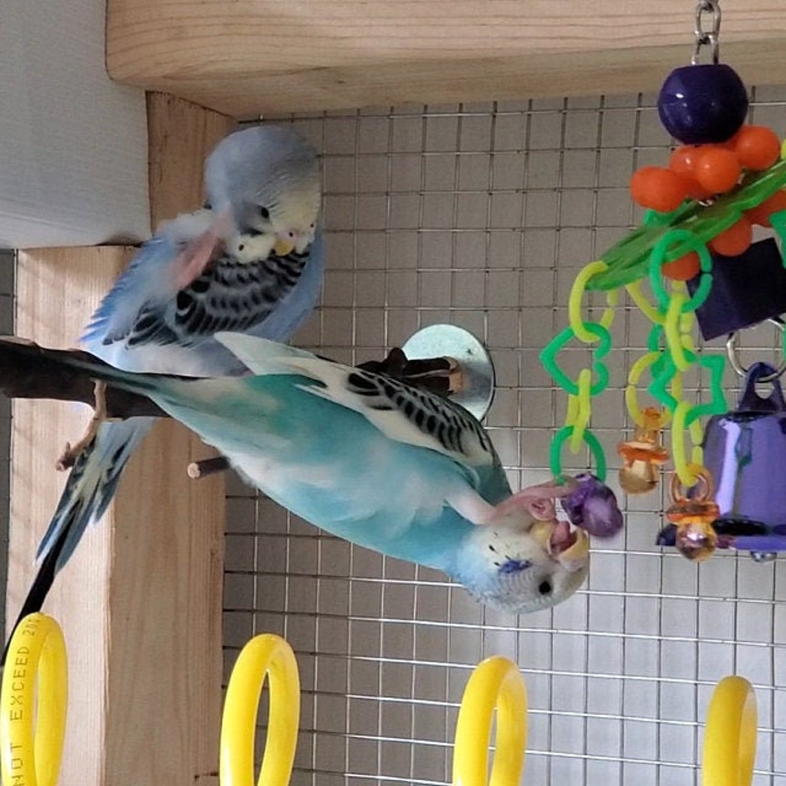 Humdinger Small Bird Toy With Bell for Parakeets - Etsy