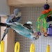 Humdinger Small Bird Toy With Bell, for Parakeets, Cockatiels ...